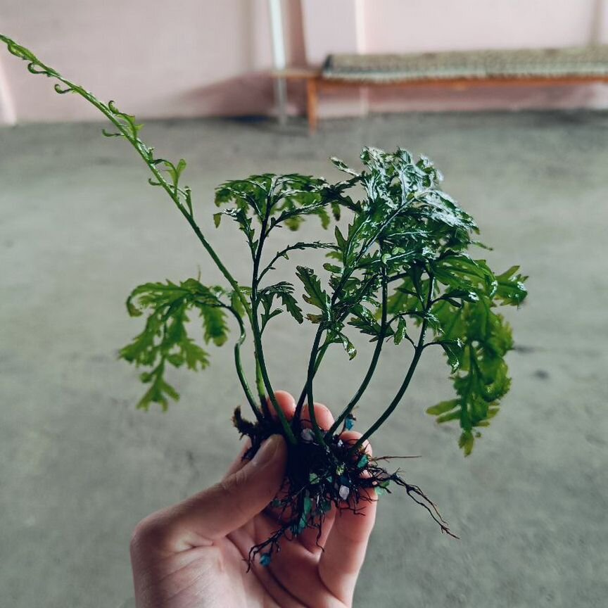 Папоротник болбитис для аквариума