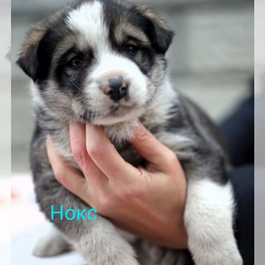 Щенок в добрые руки