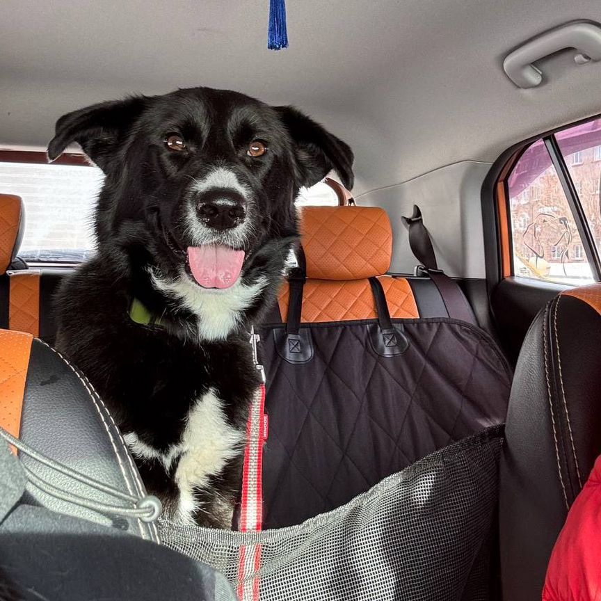 Взрослая собака в добрые руки