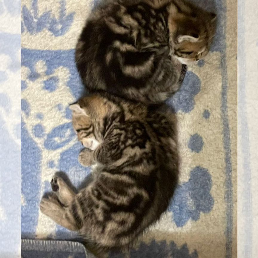 Шотландские котята