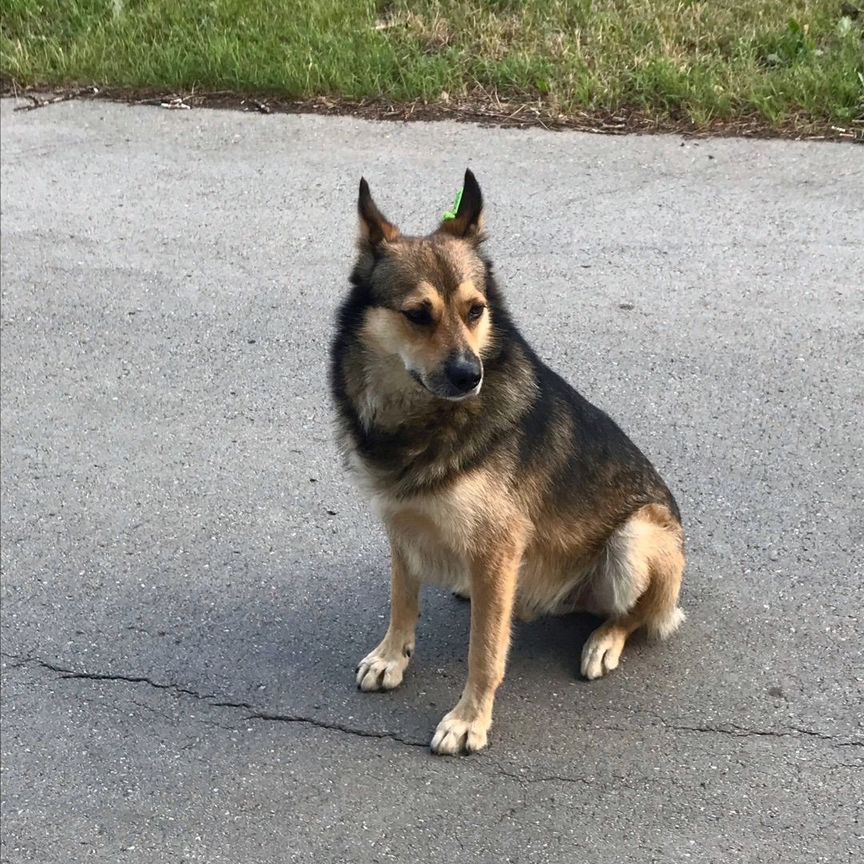 Песику нужна помощь