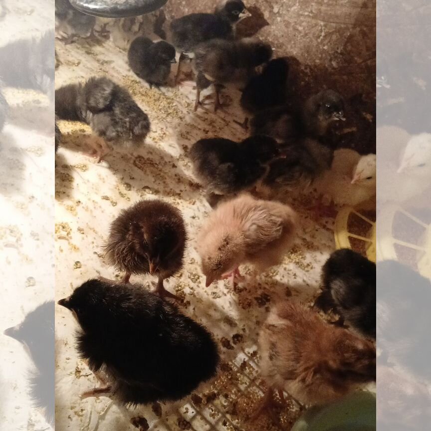 Цыплята доминант