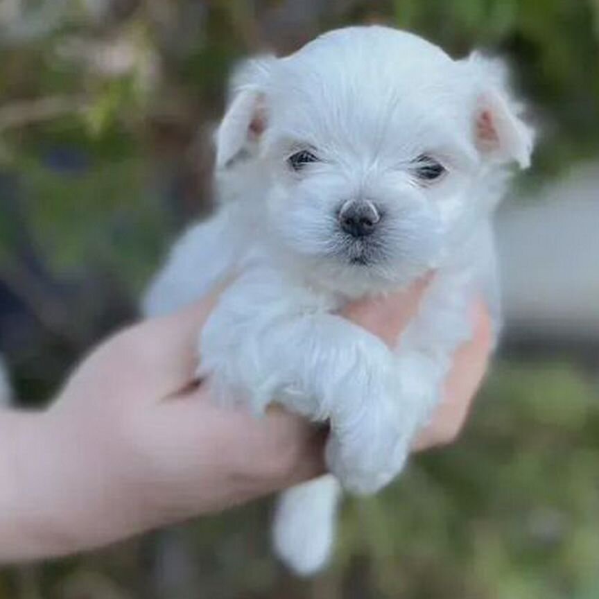 Мальтийская болонка, щенок