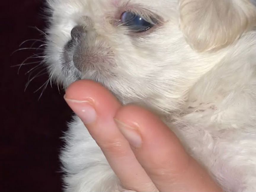 Микро девочка пекинес