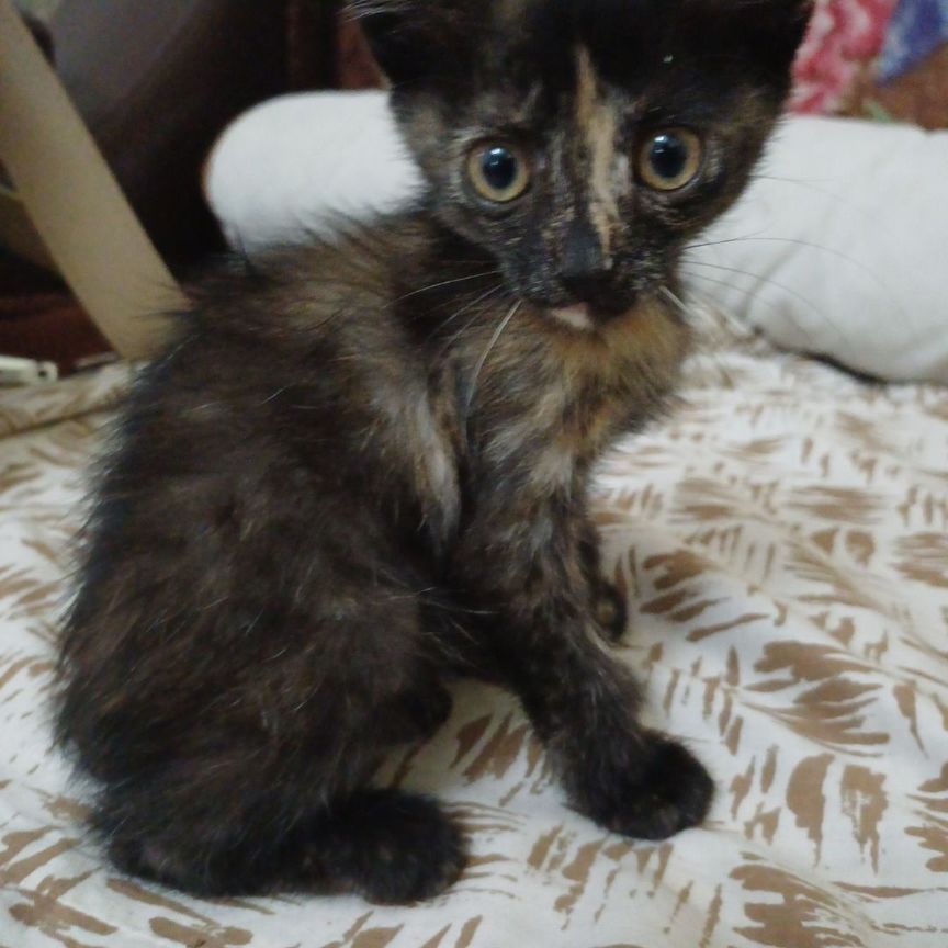 Кошка