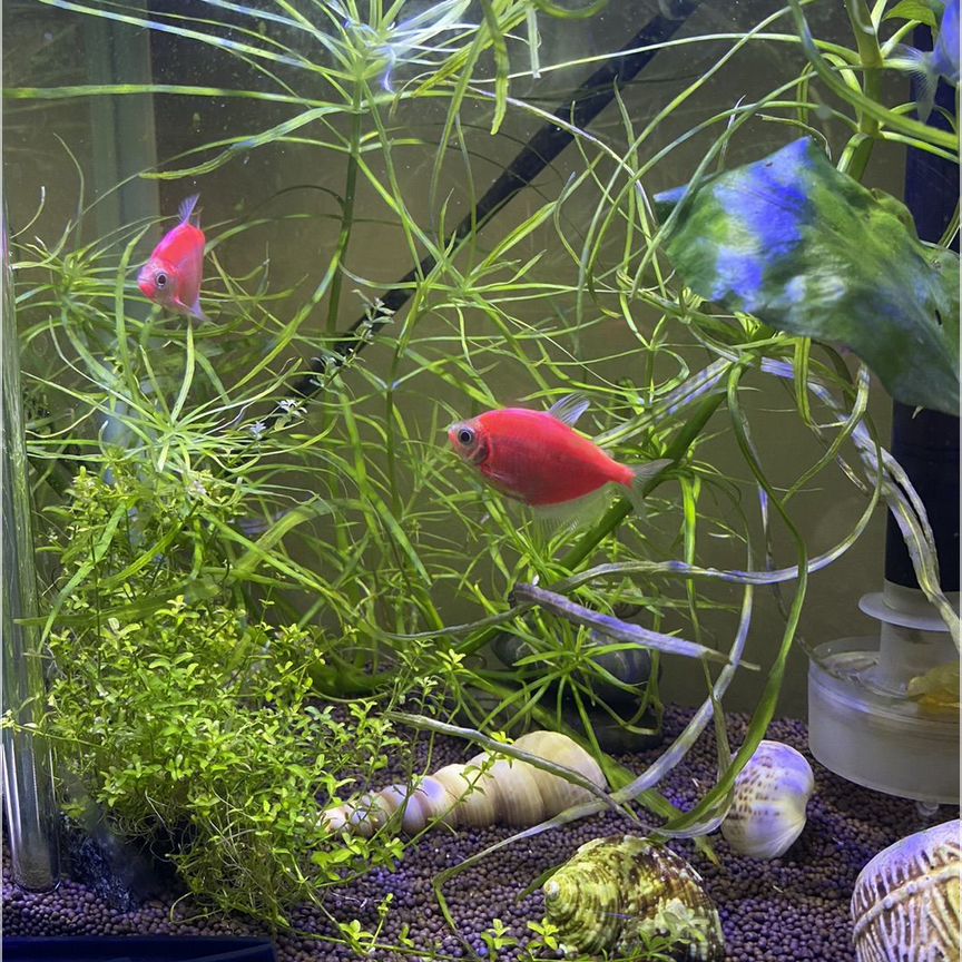 Трава для аквариума Погостемон