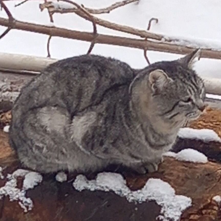 Ласковый кот оказался на улице