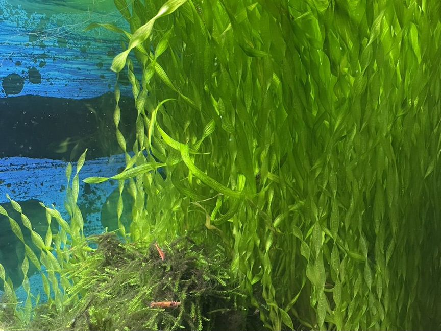 Мох яванский, валиснерия спиральная