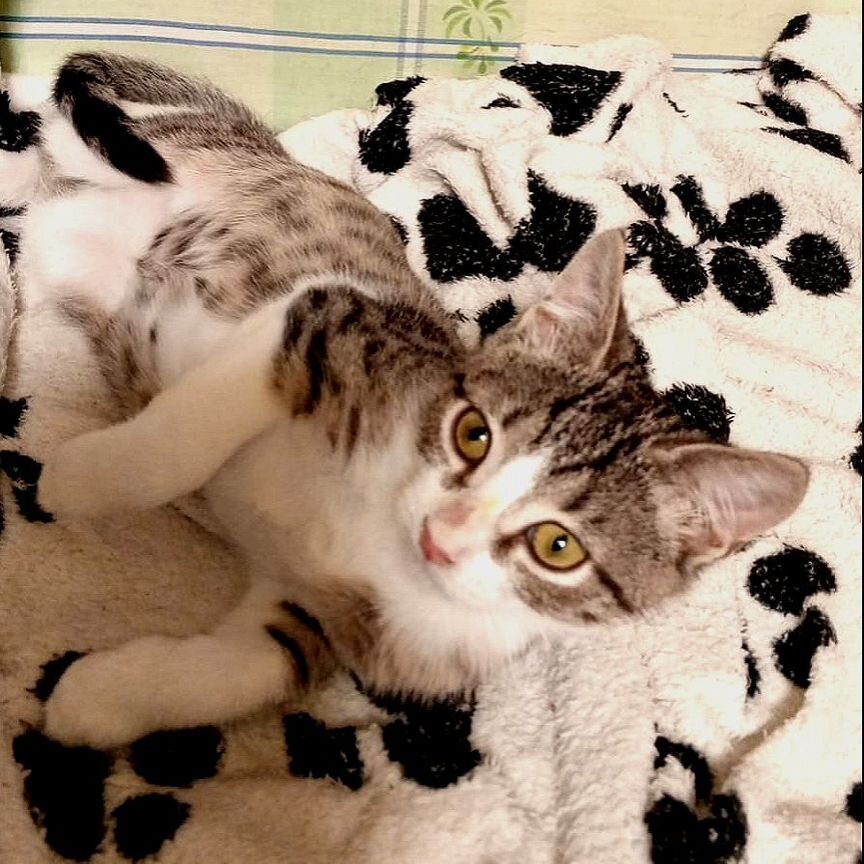 Котёнок мальчик ищет добрых родителей