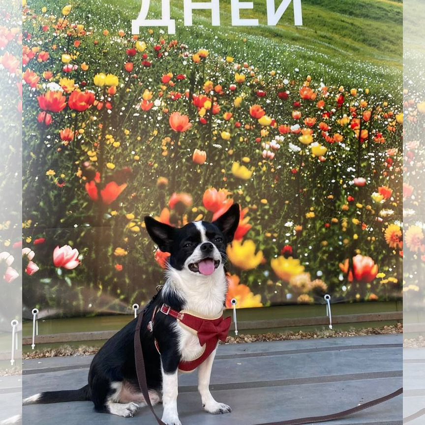 Чихуахуа, взрослый пёс