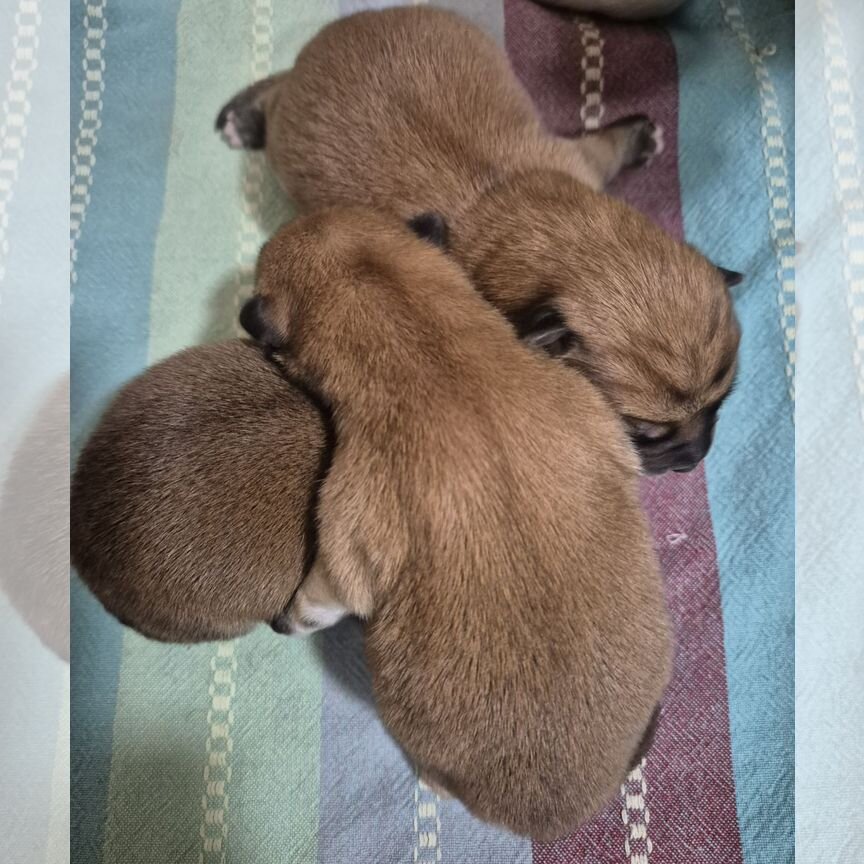 Сиба-ину, щенок