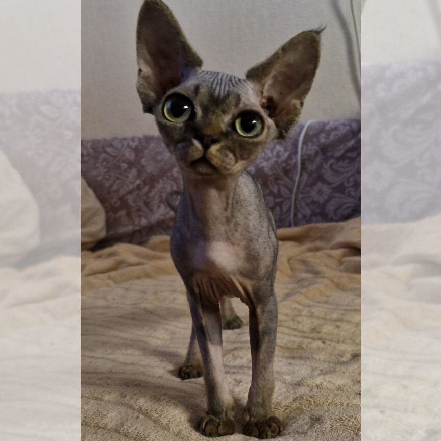 Девон-рекс котёнок