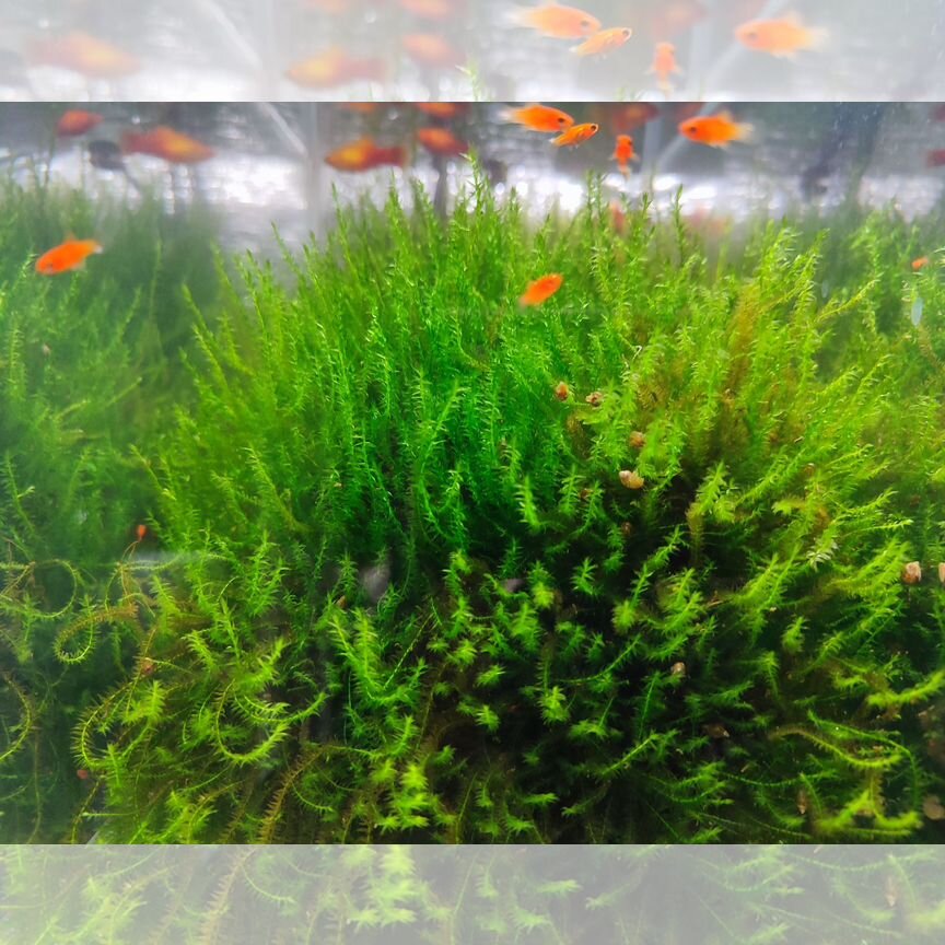 Яванский мох для аквариума