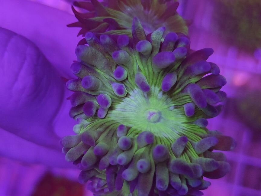 Живые кораллы