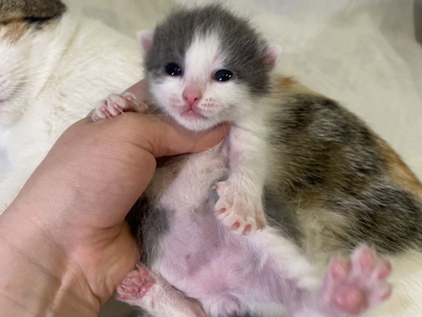 Котёнок девочка