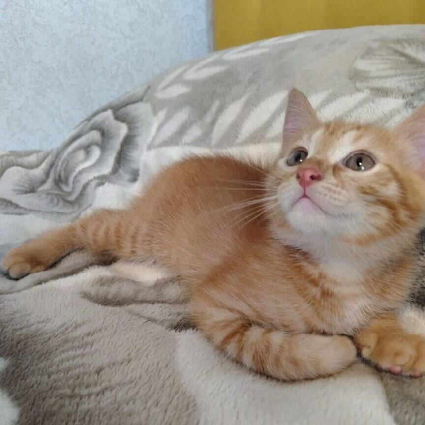 Рыжий котенок