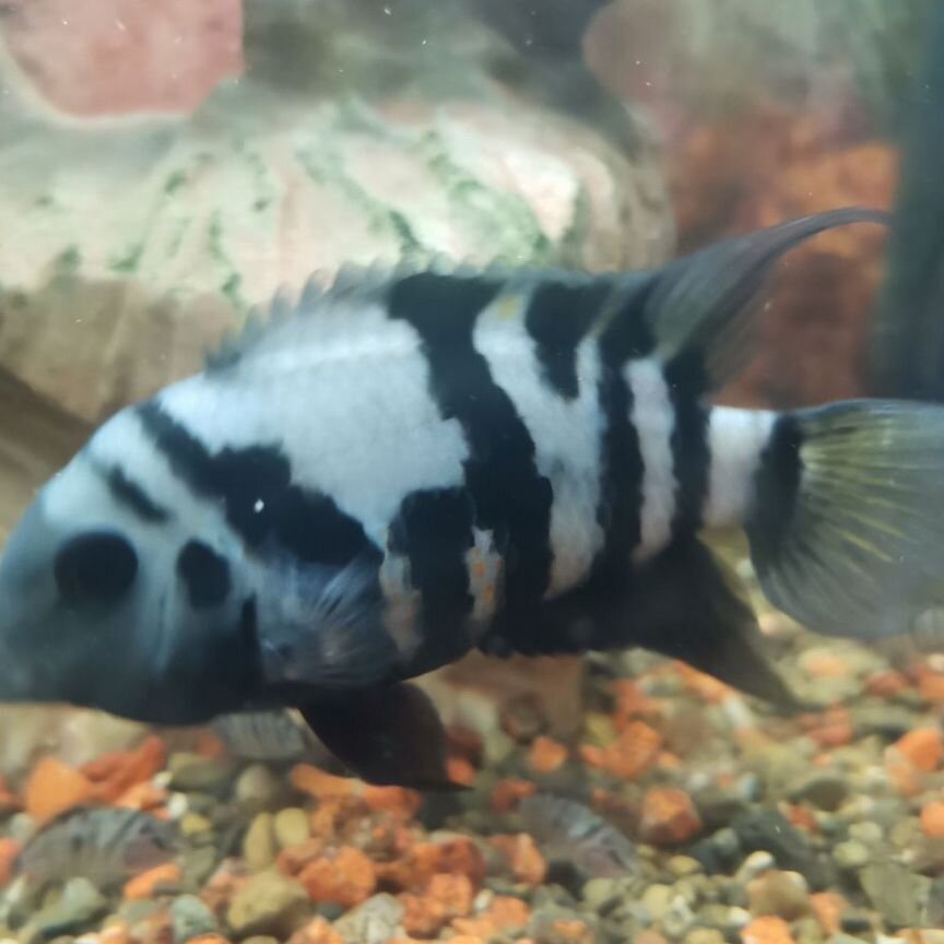 Чернополосые