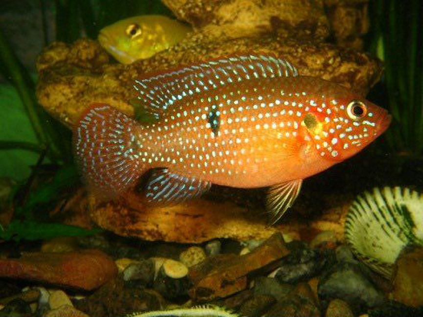 Рыбки цихлиды