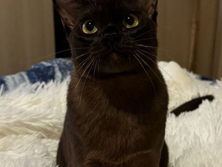 Бурманская кошка