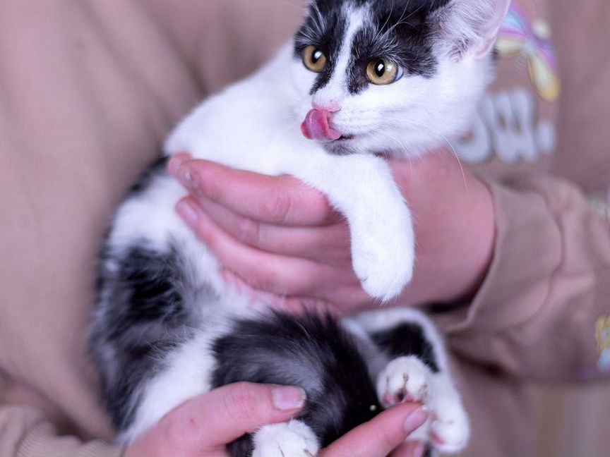 Котёнок, малышка Ника ищет семью