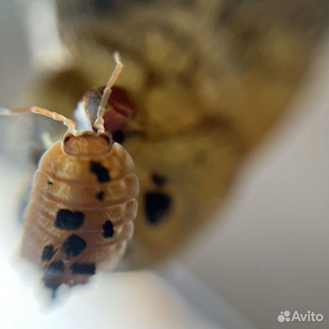 Мокрицы Armadillidium Nasatum Orange