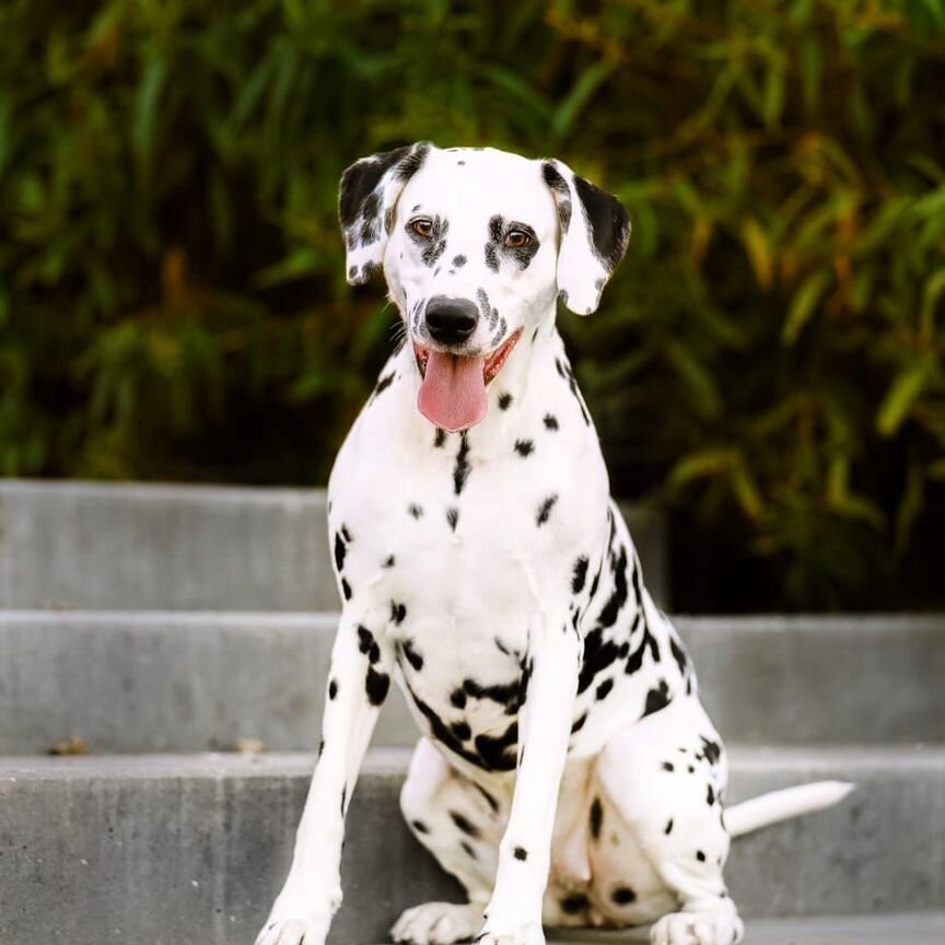 Натуральный корм для любимых хвостиков
