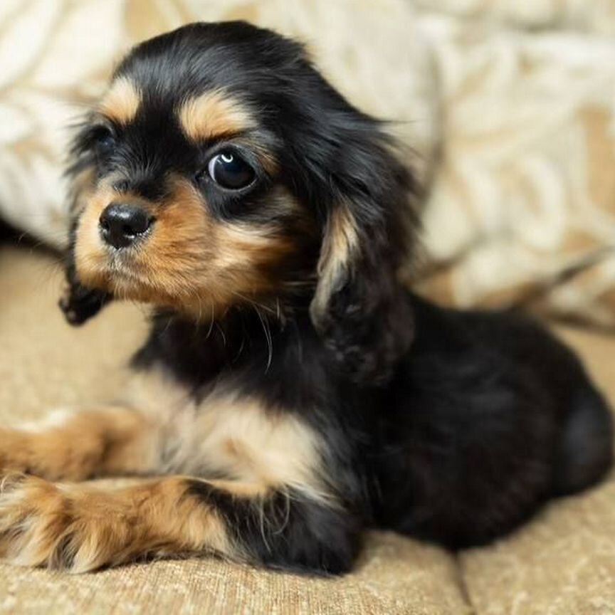 Кавалер Кинг Чарльз