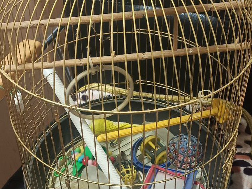 Клетка для попугая бу