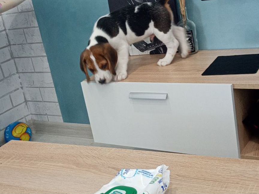 Продам щенка бигль мальчик