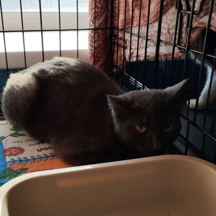 Взрослая, кошка в добрые руки