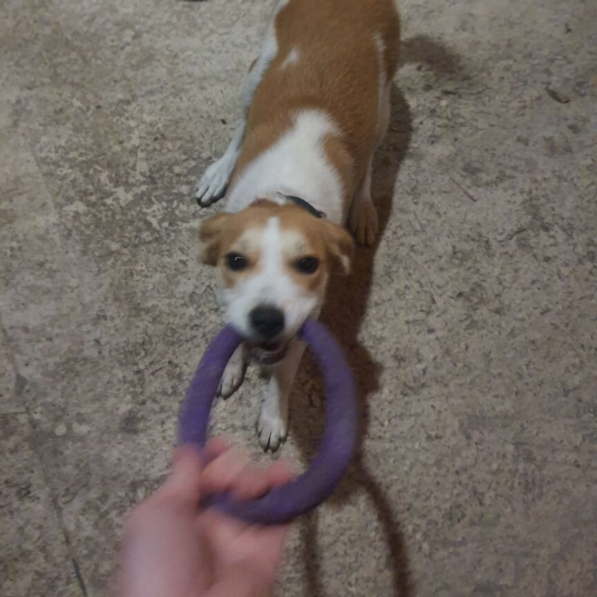 Собака бигль девочка, 1 год