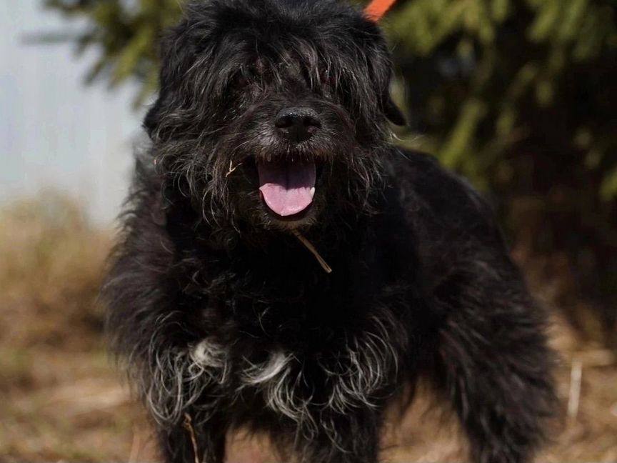 Маленькую собаку ждет улица