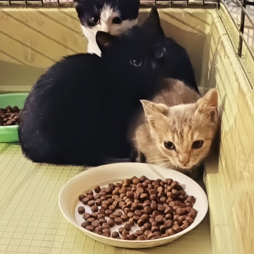 Котята в добрые руки