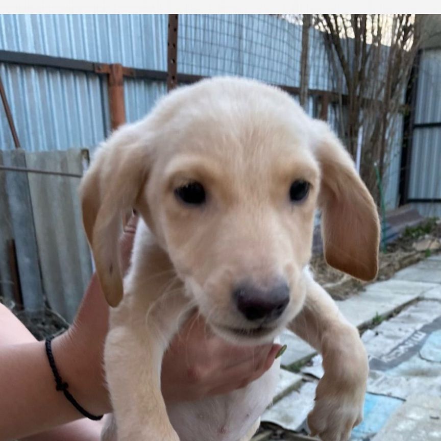 Щенок мальчик