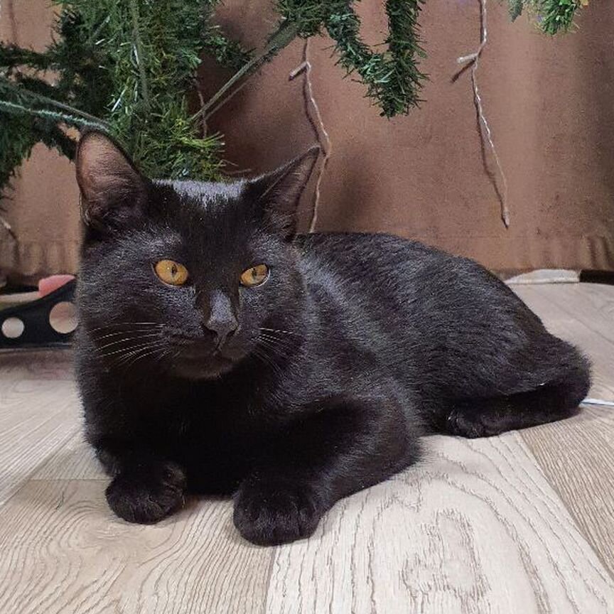 Отдам в добрые руки