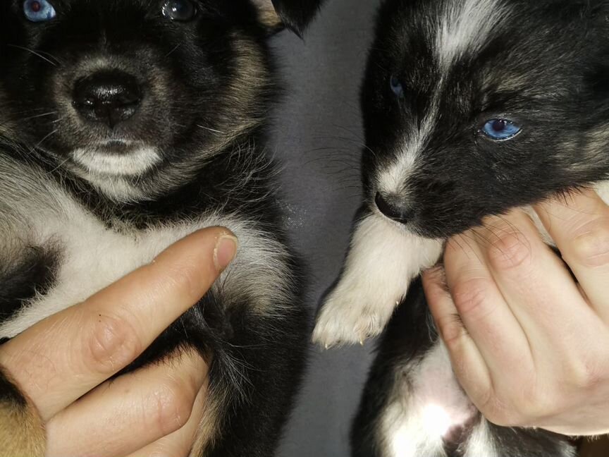 Собаки щенки