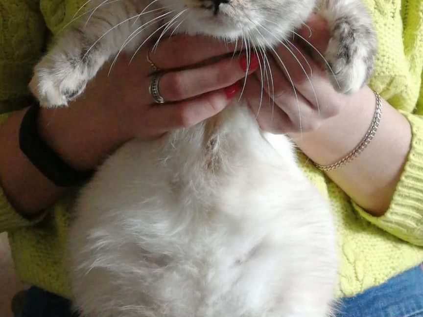 Кошечка манчкин