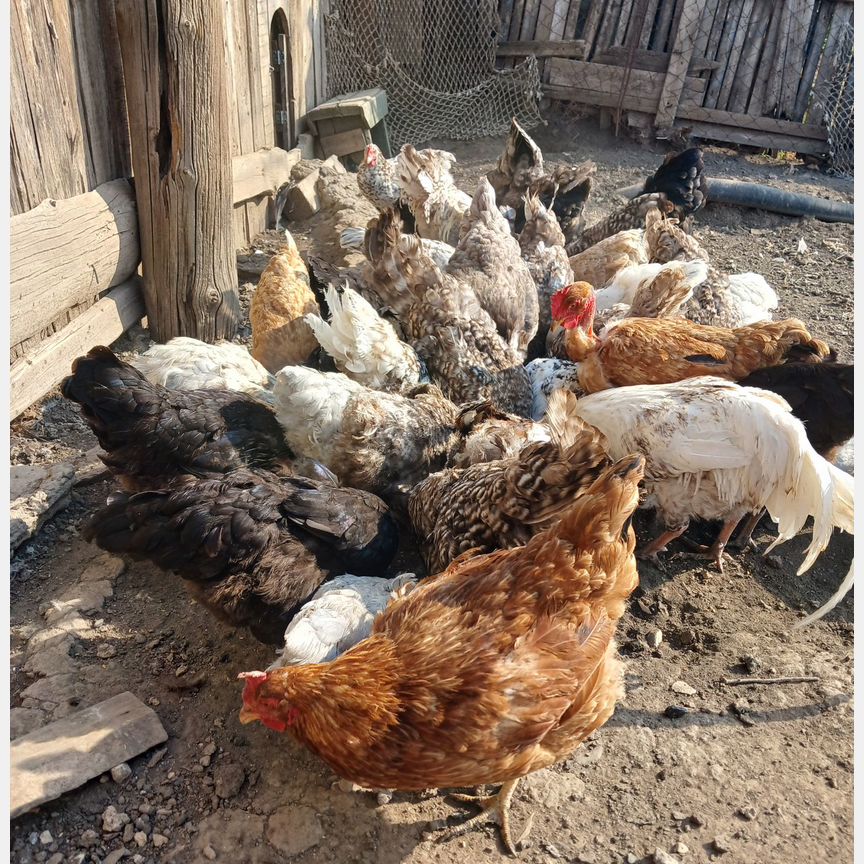 Куры домашние