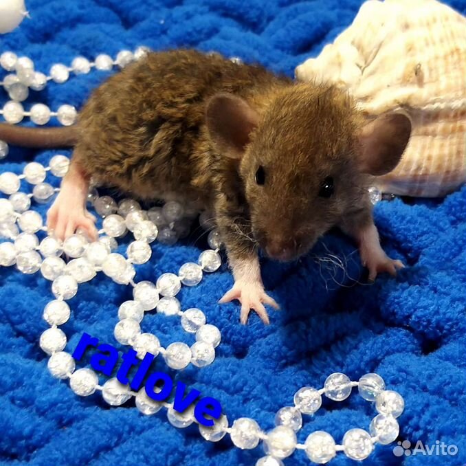 Крысята от ratlove девочки