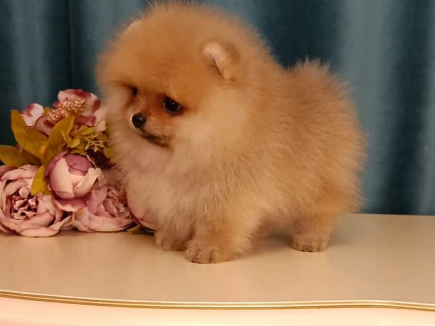 Померанский шпиц