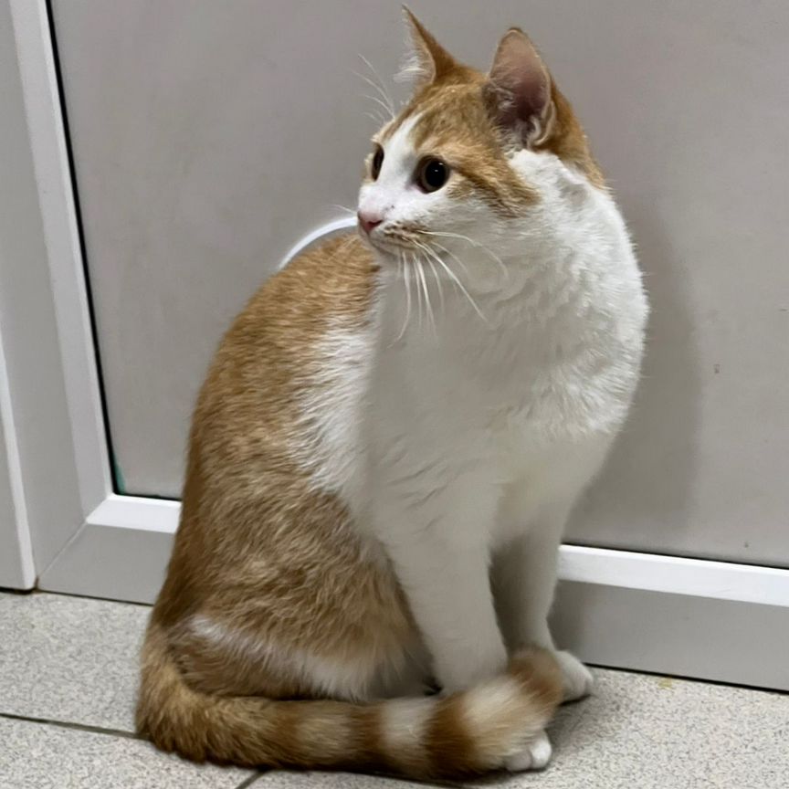 Взрослый кот в добрые руки