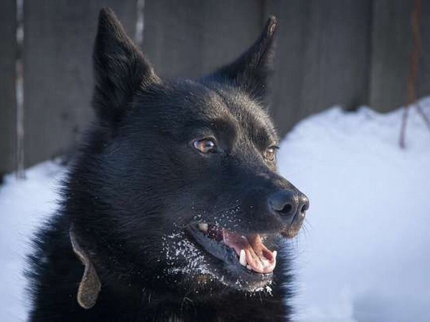 Метис Овчарки Кузбасс в добрые руки
