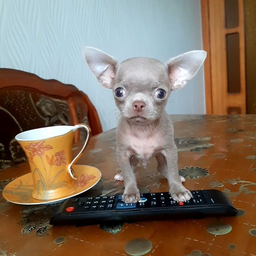 Голубой мальчишка