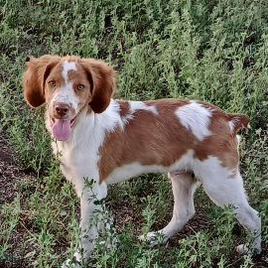 Бретонский эпаньоль