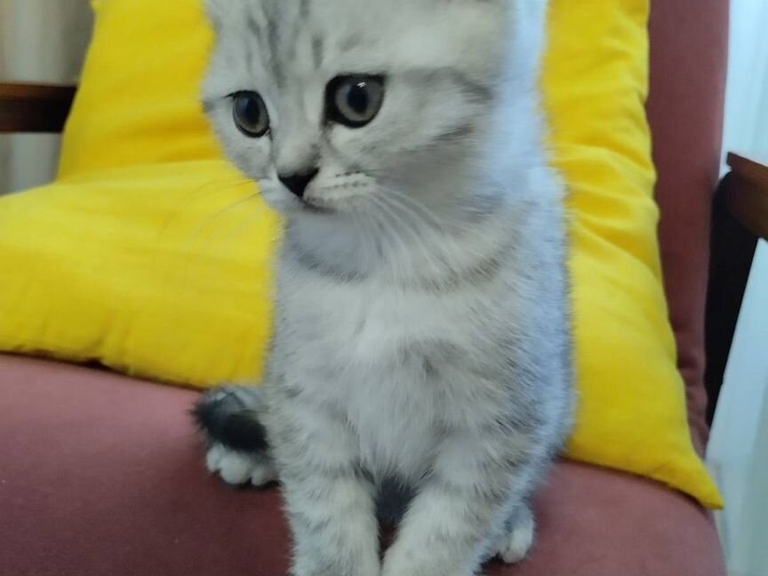Шотландская кошка