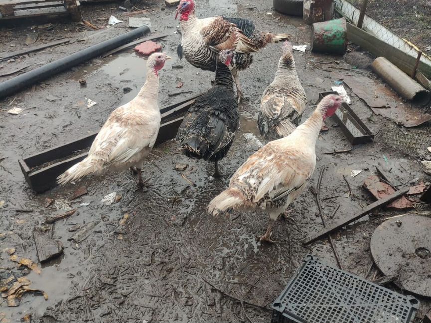 Продам семью 4 индюшки 1 индюк