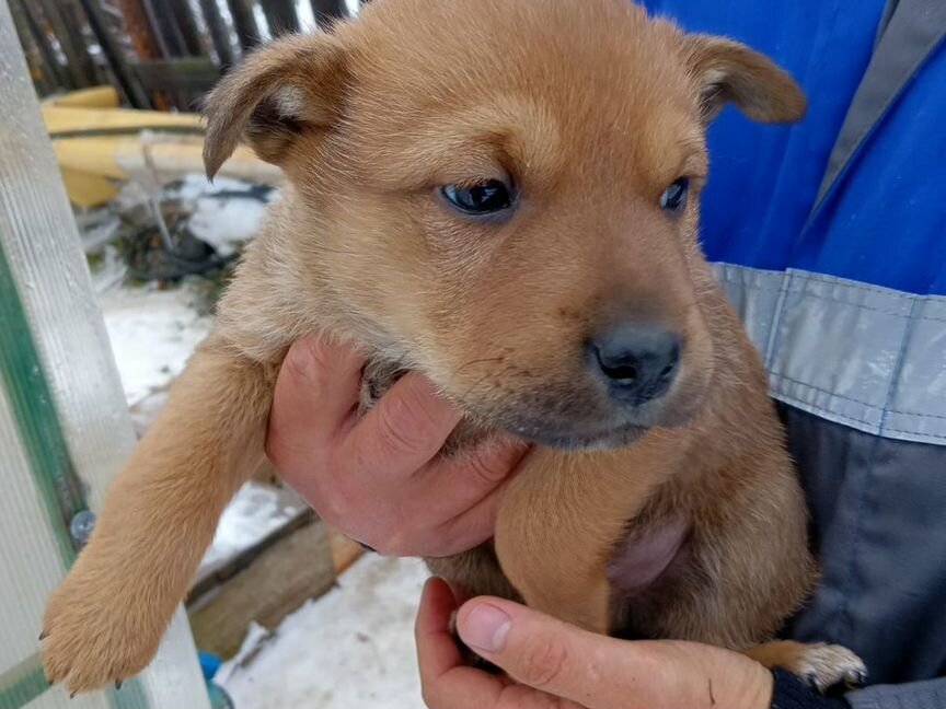 Маленькие комочки счастья