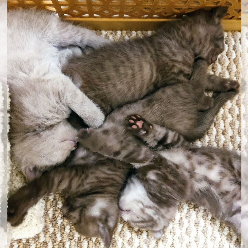 Шотландский прямоухий короткошёрстный котёнок