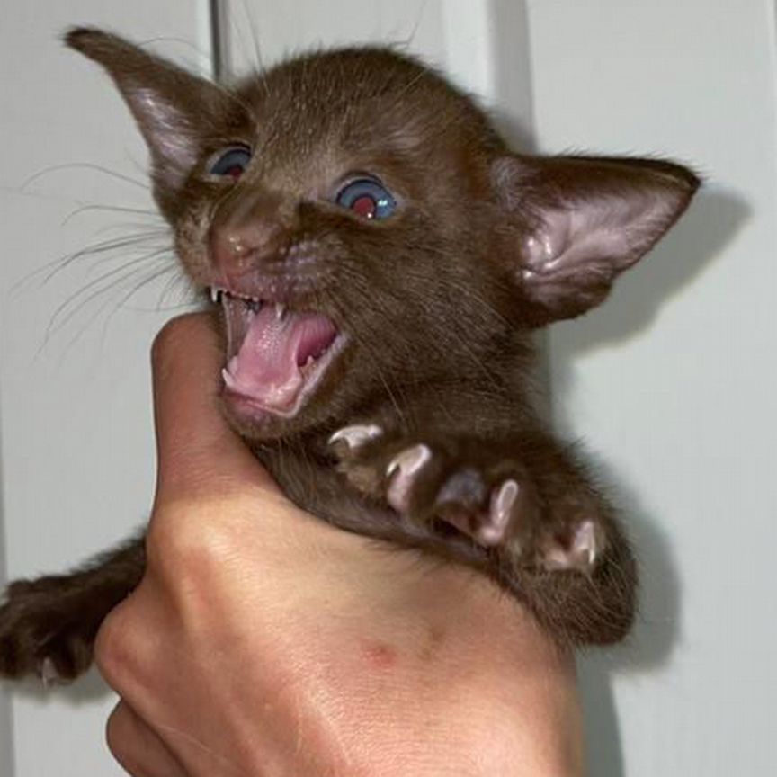 Ориентальный котёнок