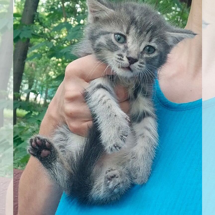 Котята 1,5 месяца